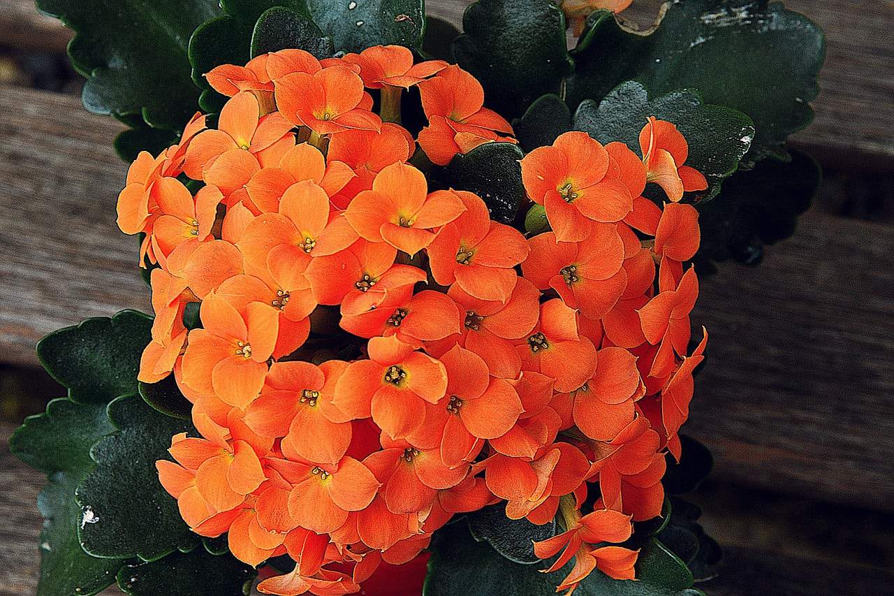 Plantas Con Flores 72 Ejemplos Y Características 3896